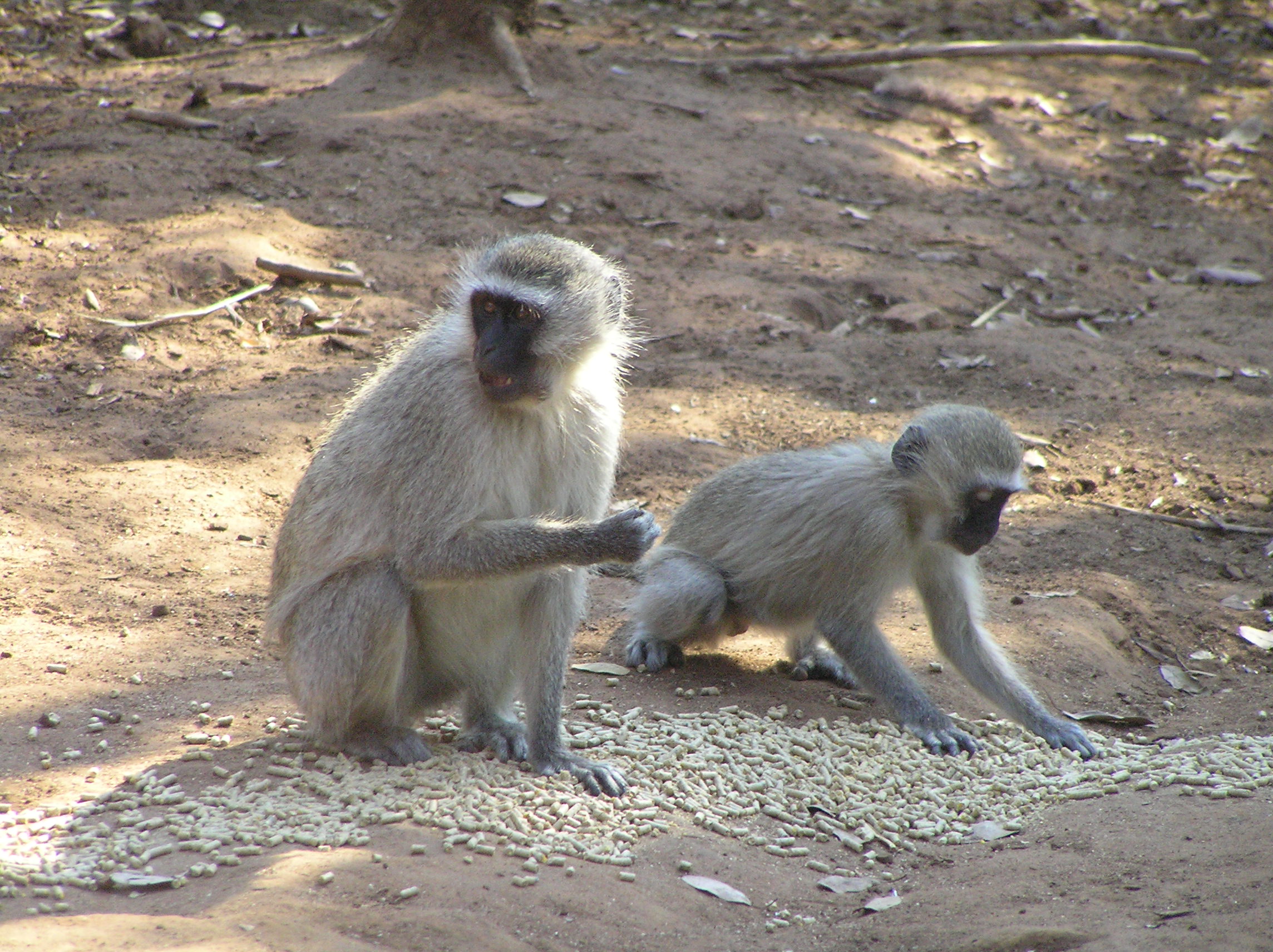 (only in Africa can there be traffic signs like this)
